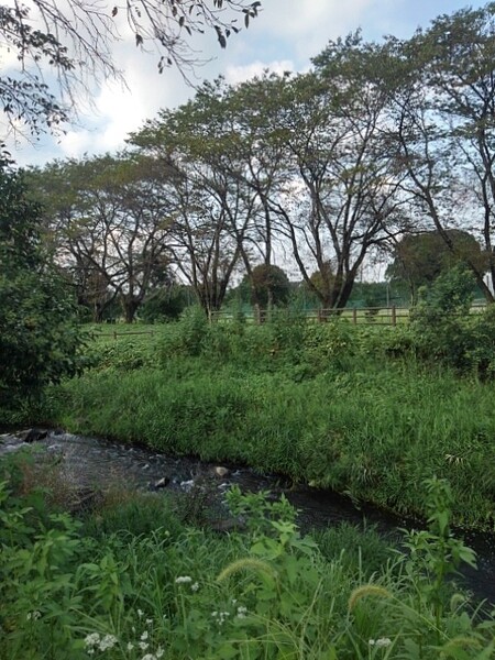 緑の多い岸辺が目立つ川の景色